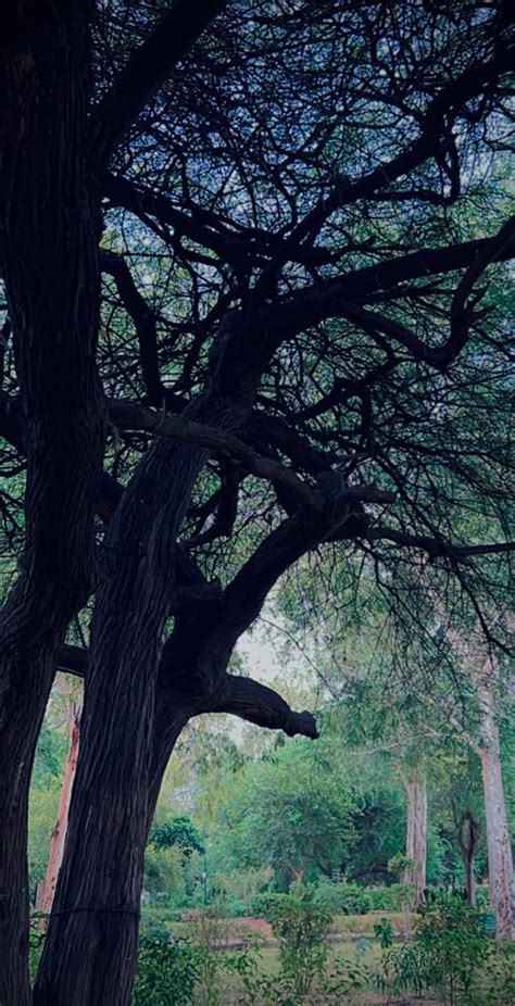 Pin By Ishpreet Kaur On AESTHETIC CLICKS Plants Tree Garden