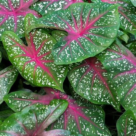 Caladium Bicolor