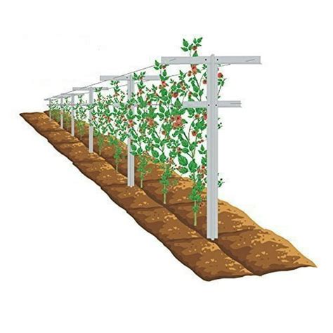 Mr Garden Raspberry Trellis With Adjustable Arms 7 Feet Raspberry Mr Garden Raspberry Trellis With Adjustable Arms 7 Feet Raspberry