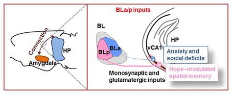 Frontiers From Structure To Behavior In Basolateral Amygdala Hippocampus Circuits
