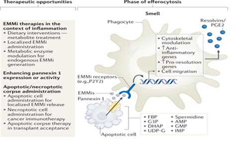 新闻中心 武汉百英诺生物科技有限公司