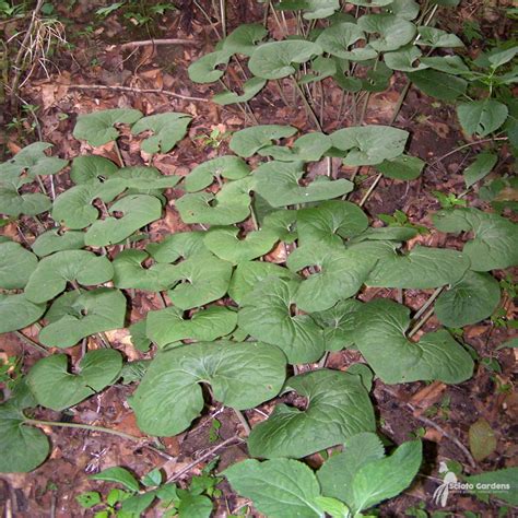 Wild Ginger Plant