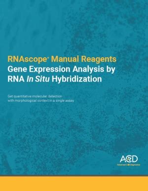 RNAscope In Situ Hybridization Service