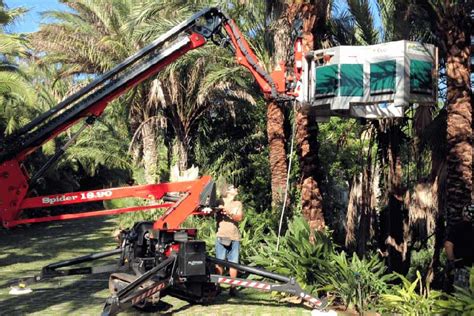 ecopalm how to eliminate the red palm weevil from palm trees with