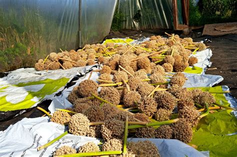 The Policy Paradoxes Of Underutilised Crops Popularresistanceorg