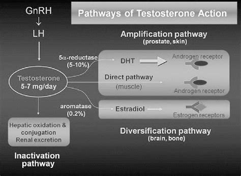 Depicting Pathways Of Testosterone Action Download Scientific Diagram