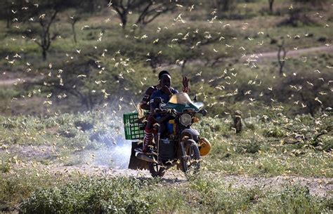Agencies Race To Prevent New Food Crisis As Locusts Return To Northern