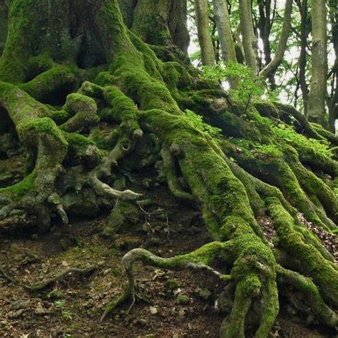 Tree Root Management Richardson Tx Richardson Tree Co