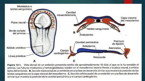 Sistema Cardiovascular Embriologia