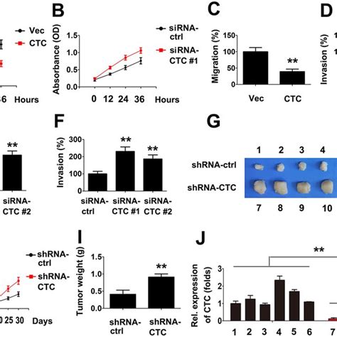Lncrna Ctc Inhibits Ptc Cells Growth And Motility A Tpc 1 Cells Were Download Scientific
