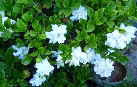 Diabetes Mellitus Treatment With Gardenia Leaves Herbal Remedies