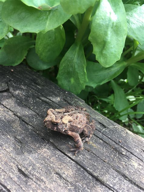 Itty Bitty Boi R Toads