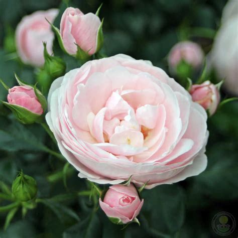 Саженец Роза Ханс Геневайн Розе (Rosa Hans Gonewein Rose) купить в ...