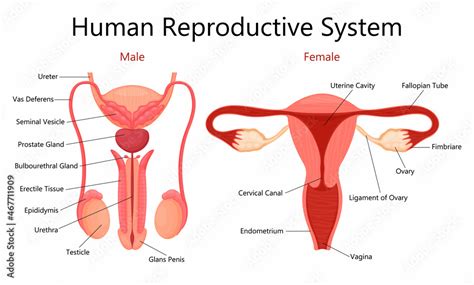 Human Reproductive Organs Diagram Human Reproductive System Meaning