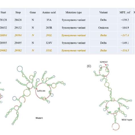 Synonymous Mutations In The N Gene And Their Effect On The Rna Download Scientific Diagram