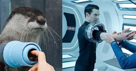 Are We Still Doing Benedict Cumberbatch Looks Like An Otter Imgur