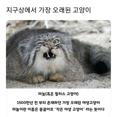 마시쪙 벌집 안쪽 프레임을 깜빡한 양봉업자 벌꿀 꿀벌 양봉업자 환기 집짓기 대단하다 Instagram