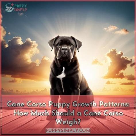 Cane Corso Growth Chart Puppy Weight And Height Guide 2023
