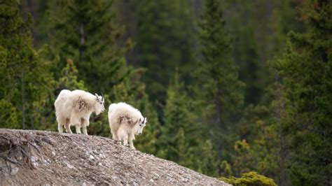 6 Reasons To Take The Snowbird Tram Alta Chalets