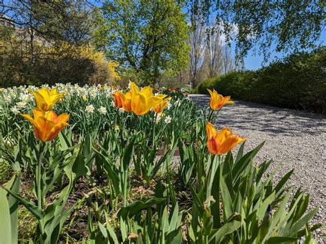 Trädgården I Waldemarsudde R Stockholm