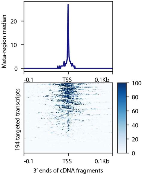 Transcription Start Site Profiling By Mpe Seq Metagene Profile Of 3ʹ Download Scientific