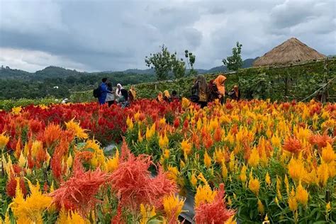 Cantik Begini Pemandangan Hamparan Bunga Taman Agro Rumpun Ijo