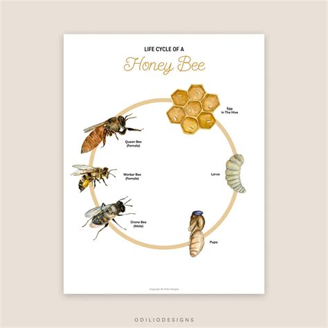 Honey Bee Life Cycle Printable Poster And Puzzle Busy Book Worksheet For