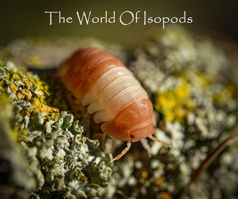 Red Pandas The World Of Isopods