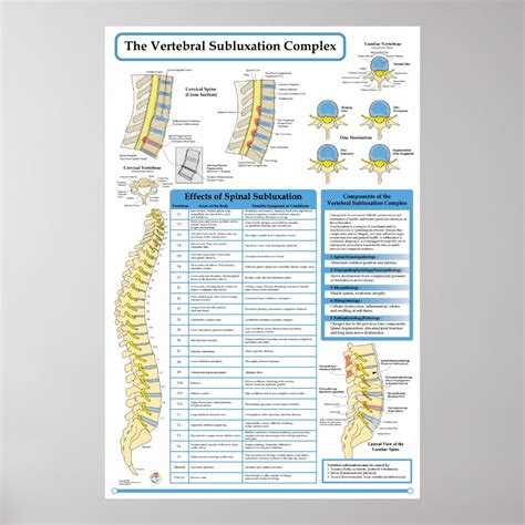 Chiropractic Vertebral Subluxation Complex Poster Zazzle