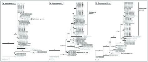 single locus maximum likelihood phylogenetic trees indicating the