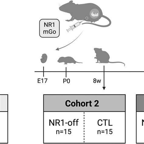 Flowchart Of Experimental Design And Cohort Selection Cohort 1 Ten