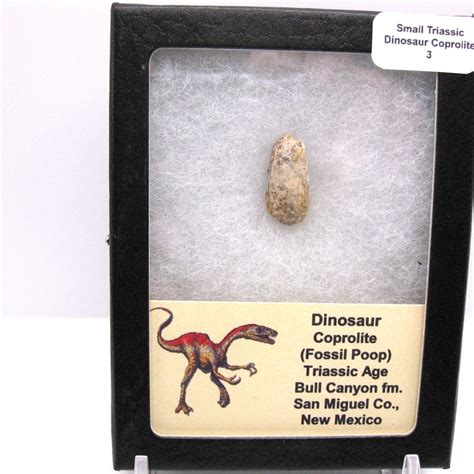 Fossil Coprolite For Sale Fossils For Sale
