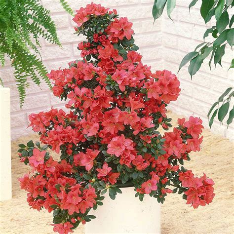 Dwarf Ornamental Plants Native Plant Gardening Replacing Small