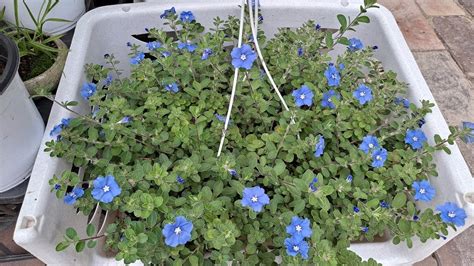 초록 아메리칸블루로즈마리연산홍목마가렛포인세치아올리브나무장미허브등등 Youtube