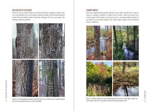A Beginner S Guide To Recognizing Trees Of The Northeast Endpaper Studio