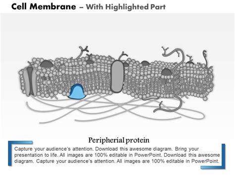 Cell Membrane Medical Images For PowerPoint PowerPoint Presentation Templates PPT