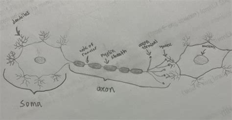 Psych 111 Final Flashcards Quizlet