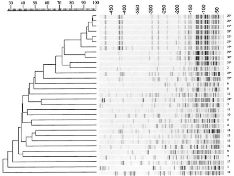 Fluorescently Labelled Aflp Patterns And Dendrogram Of 18 Acinetobacter