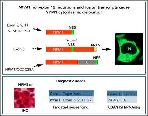 Novel Npm1 Exon 5 Mutations And Gene Fusions Leading To Aberrant