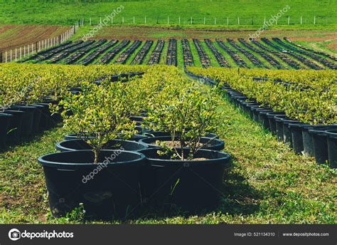 Picture Trees Plantation Natural Background Stock Photo By Razyphoto 521134310