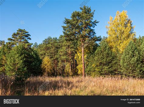 Trees Orange Green Image Photo Free Trial Bigstock