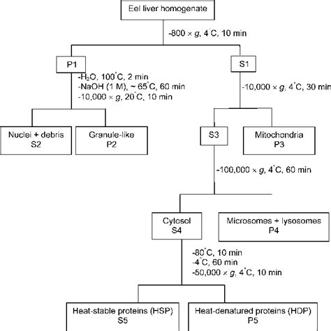 Partitioning Procedure Used To Separate The Livers Of Anguilla Anguilla