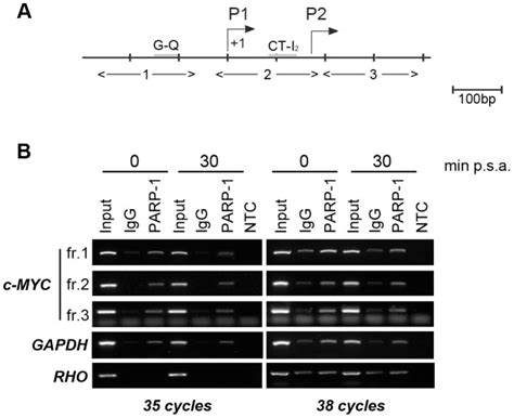 A Schematic Representation Of The C Myc Promoter Region Adapted From Download Scientific
