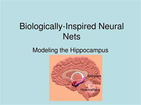 Ppt Biologically Inspired Neural Nets Powerpoint Presentation Free Download Id1487512