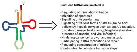 The Complex TRNA Subsystem Part
