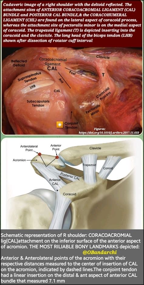 Conjoint Tendon