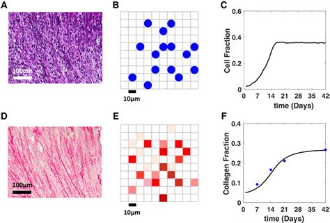 Parameter Selection For The ABM Component Of The Coupled Model Download Scientific Diagram
