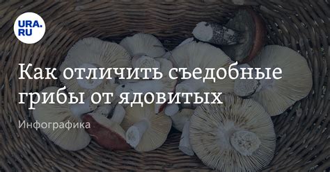 Как отличить съедобные грибы от ядовитых инфографика