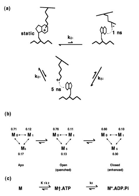 Schematic Diagram To Show The Interconversion Of W501 Microstates And
