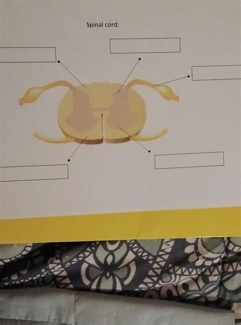 Solved Spinal Cord Chegg Com